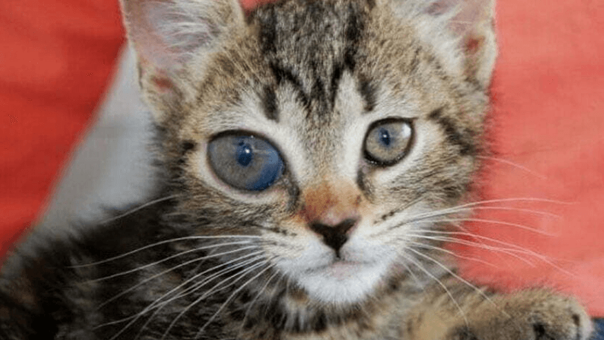 WHY DO CAT EYES GLAZE OVER? FACTS ABOUT CAT'S EYE PROBLEMS - I am in ...